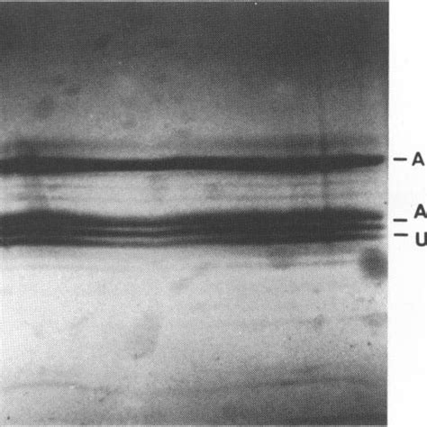 Effect Of Dt Lcaa Cpg Loading On Yield Of Trimer A2pt 3pt A 0 02 M