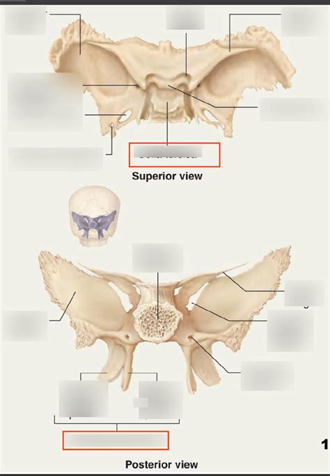 Sphenoid Bone Diagram Quizlet