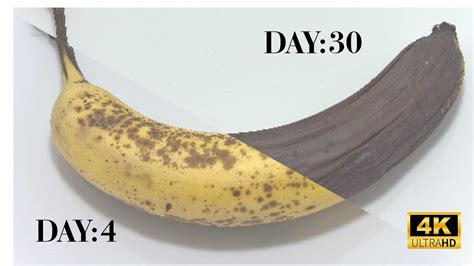 Rotting Banana 30 Day Time Lapse Youtube