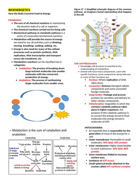 Bioenergetics And Specific Catabolic Pathways Pdf Adenosine Triphosphate Glycolysis