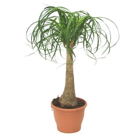 Цветы в горшках купить растения в Санкт Петербурге