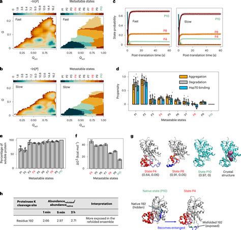 Slow Translation Partitions More Ddlb Into Post Translational Download Scientific Diagram