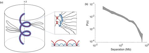 A A Polymer Model Of Metaphase Chromatid Gibcus Et Al 2018 The Download Scientific Diagram