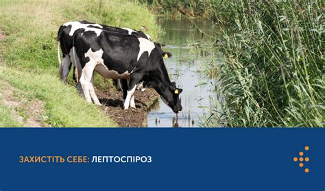 Захистіть себе лептоспіроз Центр громадського здоровя