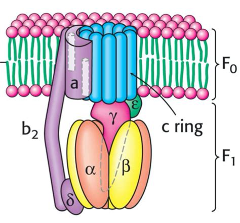 Final Exam Oxidative Phosphorylationsynthesis Of Atp Flashcards Quizlet