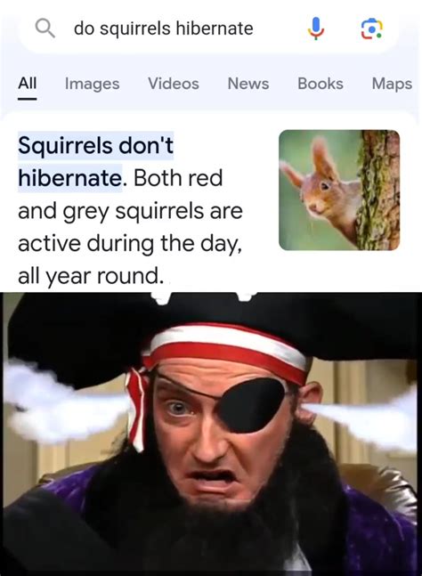 squirrels don t actually hibernate r bikinibottomtwitter