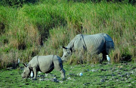 The One Horned Rhino In Kaziranga National Park Assam Northeast India India Travel