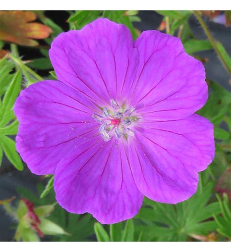 Geranium Sanguineum Vision Violet 2lt