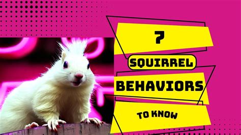 Squirrel Behavior Explained At Kenneth Locke Blog