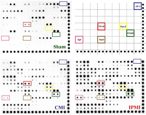 Representative Protein Dna Array Analysis Demonstrates The Activation Download Scientific