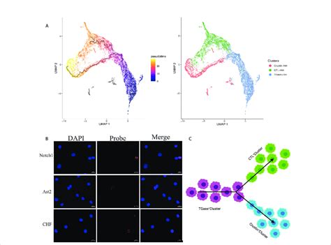 Pseudotemporal Ordering Of Cells Delineates Hemocytes Lineages A Download Scientific Diagram