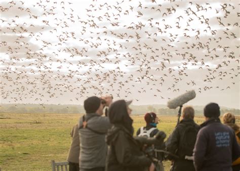 Looking To The Skies The Uks Importance On A Bird Superhighway