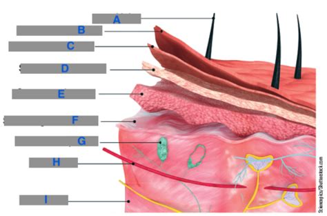 Esthetics Chapter 3 Physiology And Histology Of The Skin Labeling