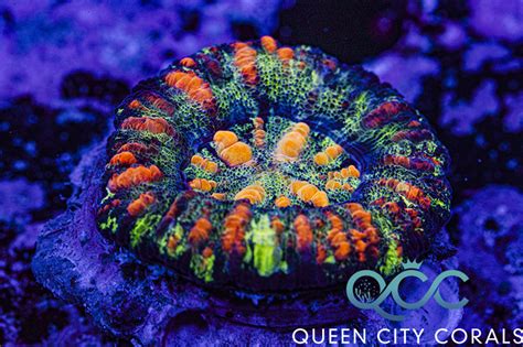 Ultra Neon Green Button Scoly Wysiwyg Queen City Corals