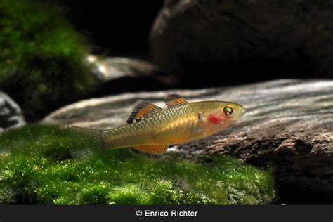 51 Best Temperate Aquarium Fish Your Aquarium