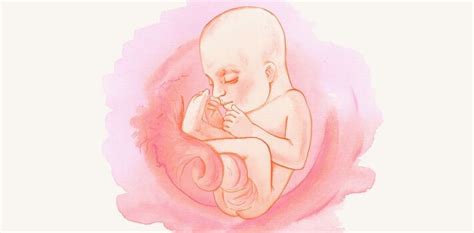 19 неделя беременности что происходит с малышом и мамой развитие и размер плода УЗИ и фото живота