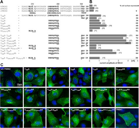Identification Of Trafficking Motifs In The C Ter Of Twik2 A