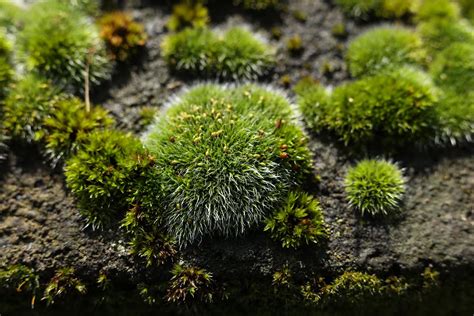 25 Different Types Of Moss Plantglossary