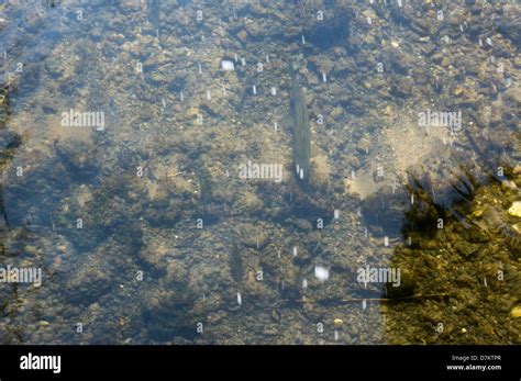 A Fish In The Flowing Stream Stock Photo Alamy