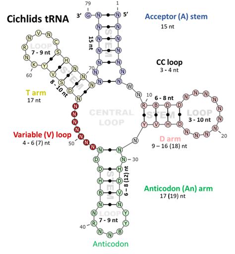 The Trna Secondary Structures Model Represents The Consensus Sequence The Trna Secondary Structures Model Represents The Consensus Sequence