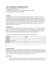 Lab Molecules Docx Lab Identification Of Biological Molecules After Completing This Lab