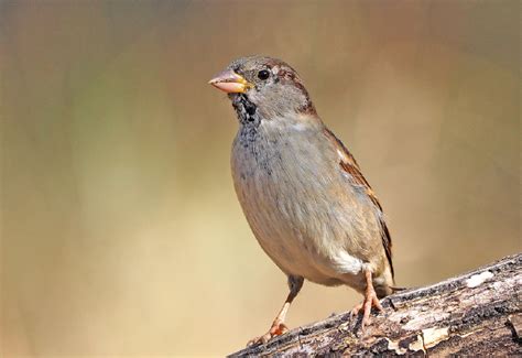 Semua Tentang Burung Pipit Infoanimales