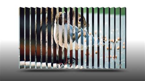 What Are Lenticular Prints At Barbara Padgett Blog