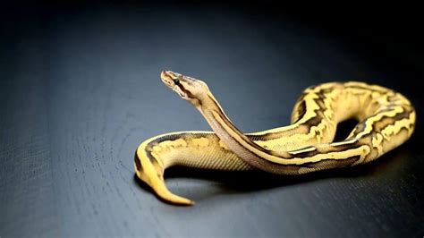 Why Does My Ball Python Yawn Should I Worry