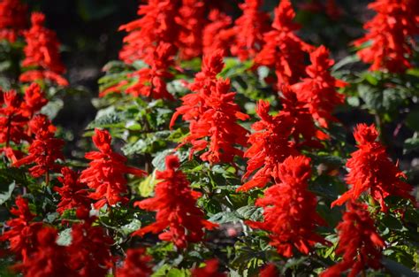 Огненная сальвия....Fire sage... | Взметнулся пламенем костр… | Flickr