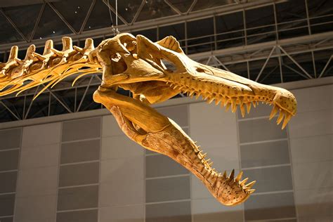 Spinosaurus Pictures Facts Diet And Adaptations