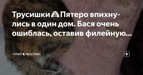 Трусишки🙈Пятеро впихнулись в один дом Бася очень ошиблась оставив филейную… Чулко🐈Хвостики