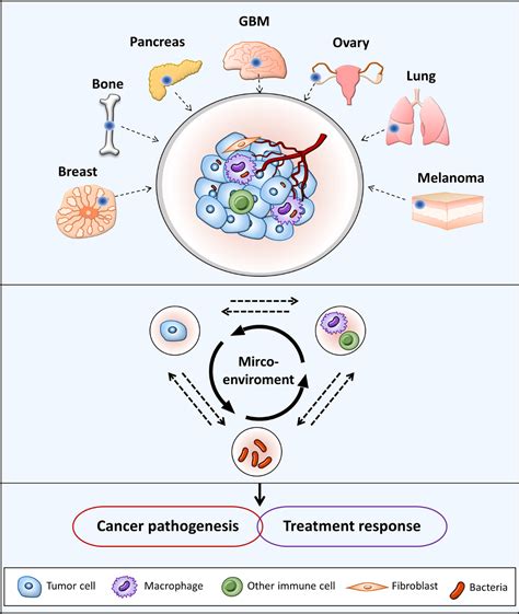 Analysis Of The Tumor Microenvironment Duan Lab