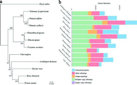 Species Tree And Evolution Of Gene Numbers A The Phylogenetic Tree Download Scientific Diagram