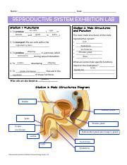 Kami Export Answer Sheet Reproductive System Exhibition Stations 1 Pdf Pdf Name Date