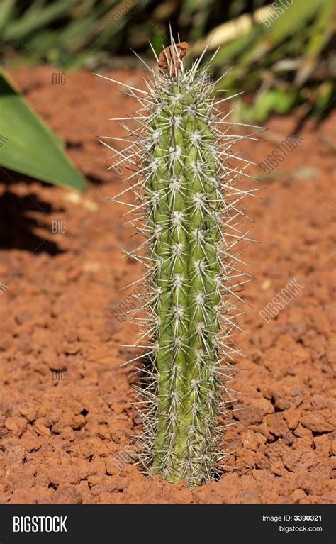 Columnar Cactus Image And Photo Free Trial Bigstock