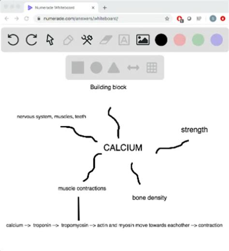 Solved What Is The Function Of The Sarcoplasmic Reticulum In A Skeletal Muscle Cell