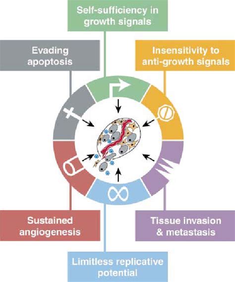 Figure 1 From Comparison Of Mathematical Tumor Growth Models Semantic Scholar