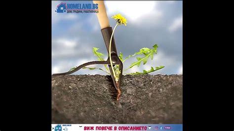 Край на досадните плевели Уред за изкореняване на плевели Ефективен и бърз уред Youtube