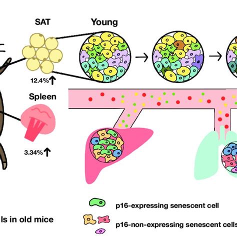 Accumulation Of Senescent Cells In Vivo The Composition Of The Download Scientific Diagram