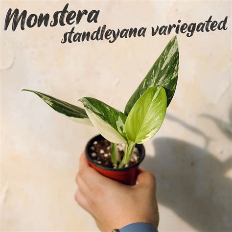 몬스테라 스텐들리아나 무늬종 필로덴드론 위시본 희귀식물 플랜테리어