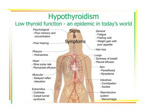 Dhea Deficiency Thyroid At Joel Gsell Blog