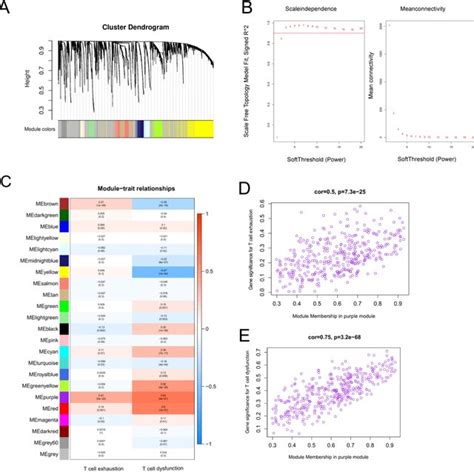 Gene Set Enrichment Analysis Gsea Showed Revealed Enrichment For