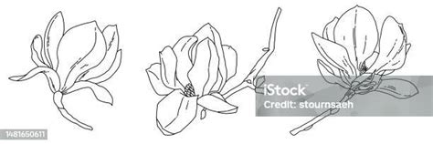 목련 꽃 피는 예술 손으로 그린 현실적인 상세한 벡터 그림 흑백 클립 아트 컬렉션입니다 개화기에 대한 스톡 벡터 아트 및 기타 이미지 Istock