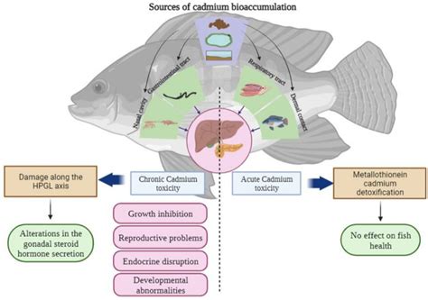 Cadmium As An Endocrine Disruptor That Hinders The Reproductive And