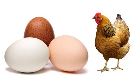 কমছে ডিম ও মুরগির দাম