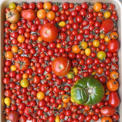 Super Easy Preservation Method Freezing Cherry Tomatoes For The Future
