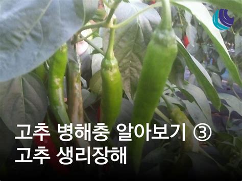 고추 병해충 알아보기 3편 고추 생리장해 농사정보