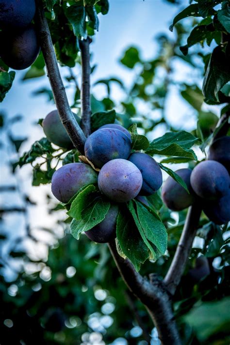 What Is A European Plum Different Types Of European Plums