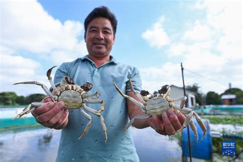 浙江湖州水上牧场千亩蟹田迎丰收 新华网
