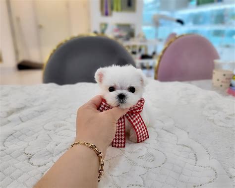 싸개싸개 무료강아지분양사이트